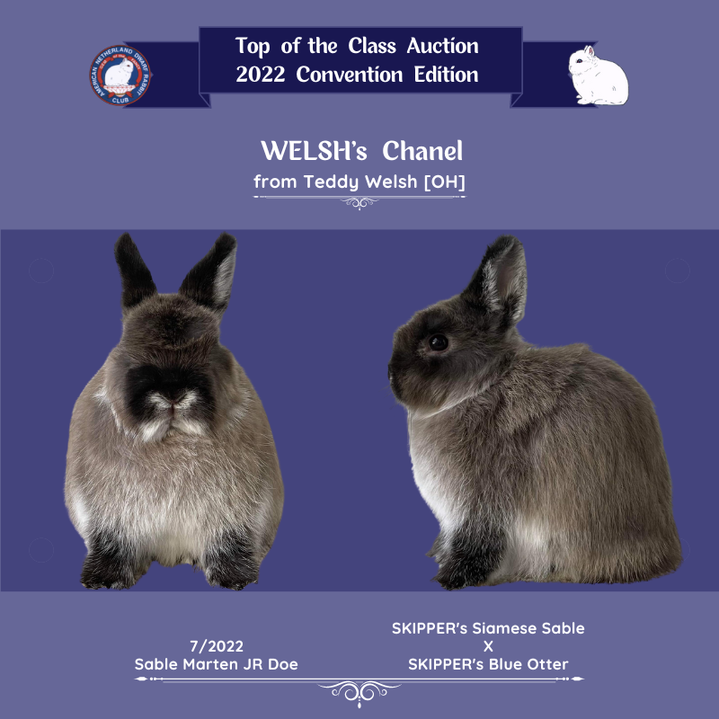 American Netherland Dwarf Rabbit Club Website