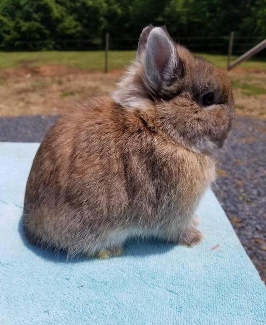 American Netherland Dwarf Rabbit Club Website