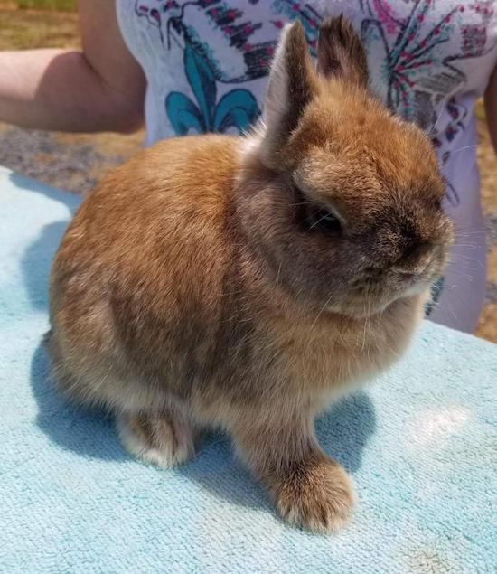 American Netherland Dwarf Rabbit Club Website