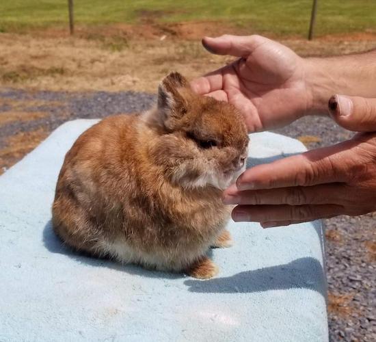 American Netherland Dwarf Rabbit Club Website