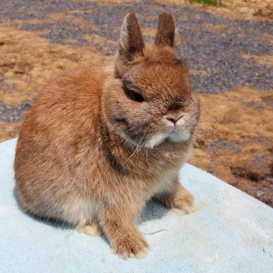 American Netherland Dwarf Rabbit Club Website